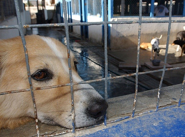 Private: Lawmakers Moving Legislation to Ban Animal Cruelty Videos | ACS